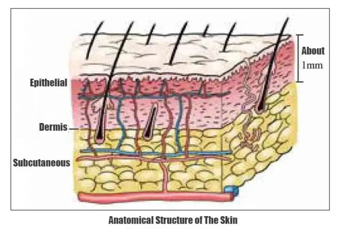 A Comprehensive Guide to Surgical Suturing Techniques
